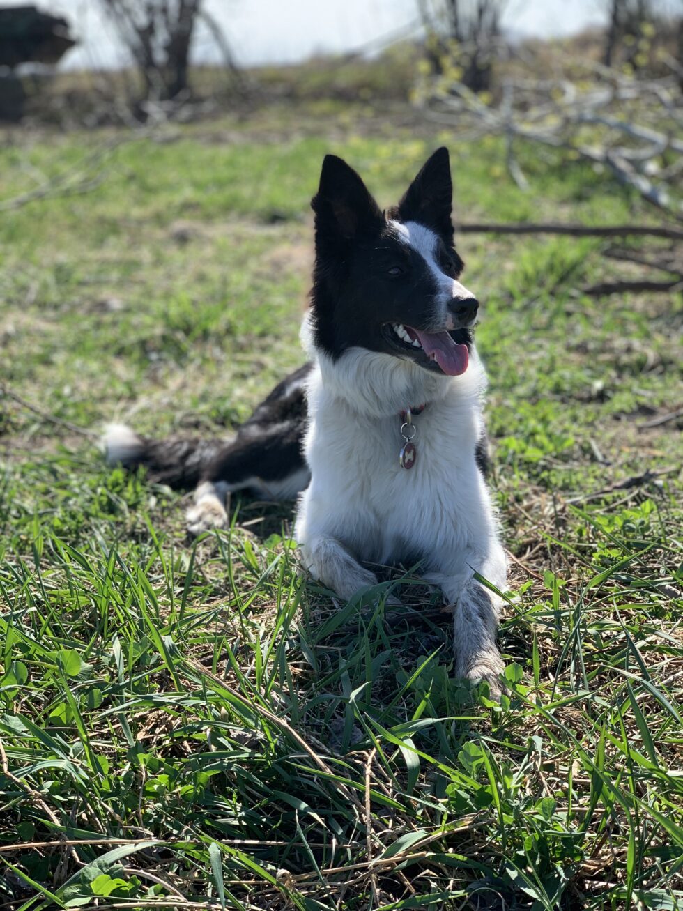 Hideaway Harlee ~ Canadian Border Collie Breeding Program | Lorie Duff ...